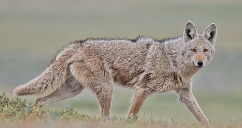 Yellowstone's Infamous Coyote Con Artist Strikes Again: Meet Limpy ...