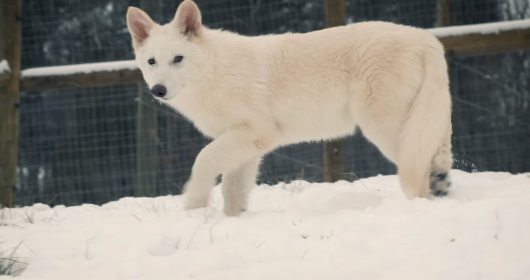 Biologists Warn That The New Dire Wolves Could Destroy Everything If ...