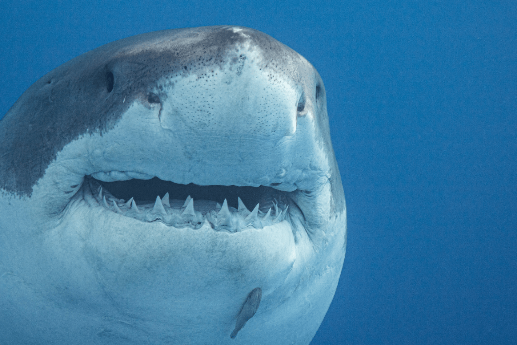 5 Terrifying Animals That Are Not As Dangerous As You May Think - Wide ...