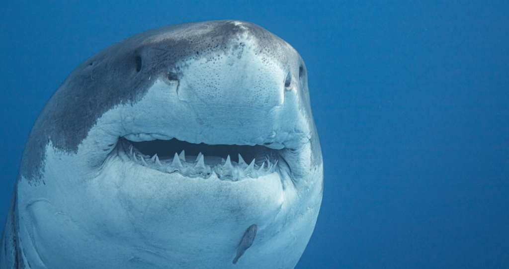 Discover The 10 Largest Living Sharks And How Dangerous They Are - Wide ...