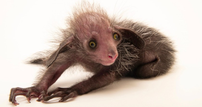 10 Animals That Are So Weird They Don T Seem Real Wide Open Spaces