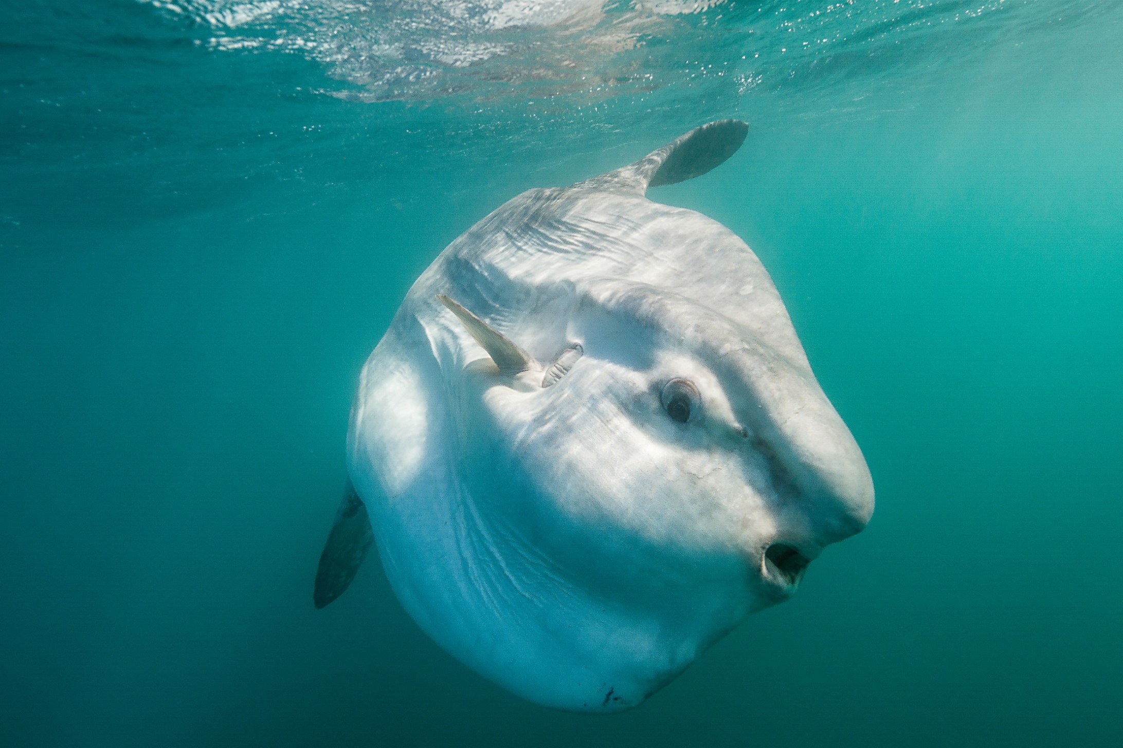 10 Animals That Are So Weird They Don't Seem Real - Wide Open Spaces