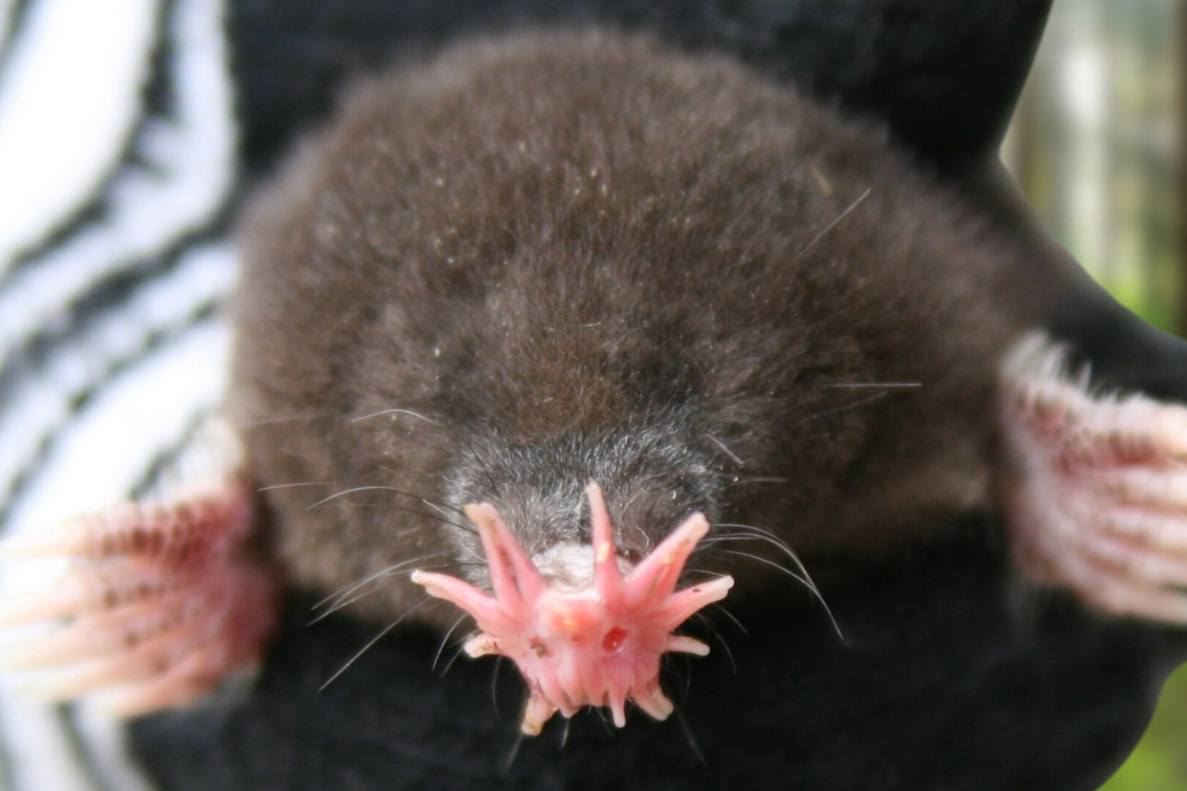 10 Animals That Are So Weird They Don't Seem Real - Wide Open Spaces