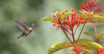 12 Of The Best Plants To Attract Hummingbirds This Season - Wide Open ...