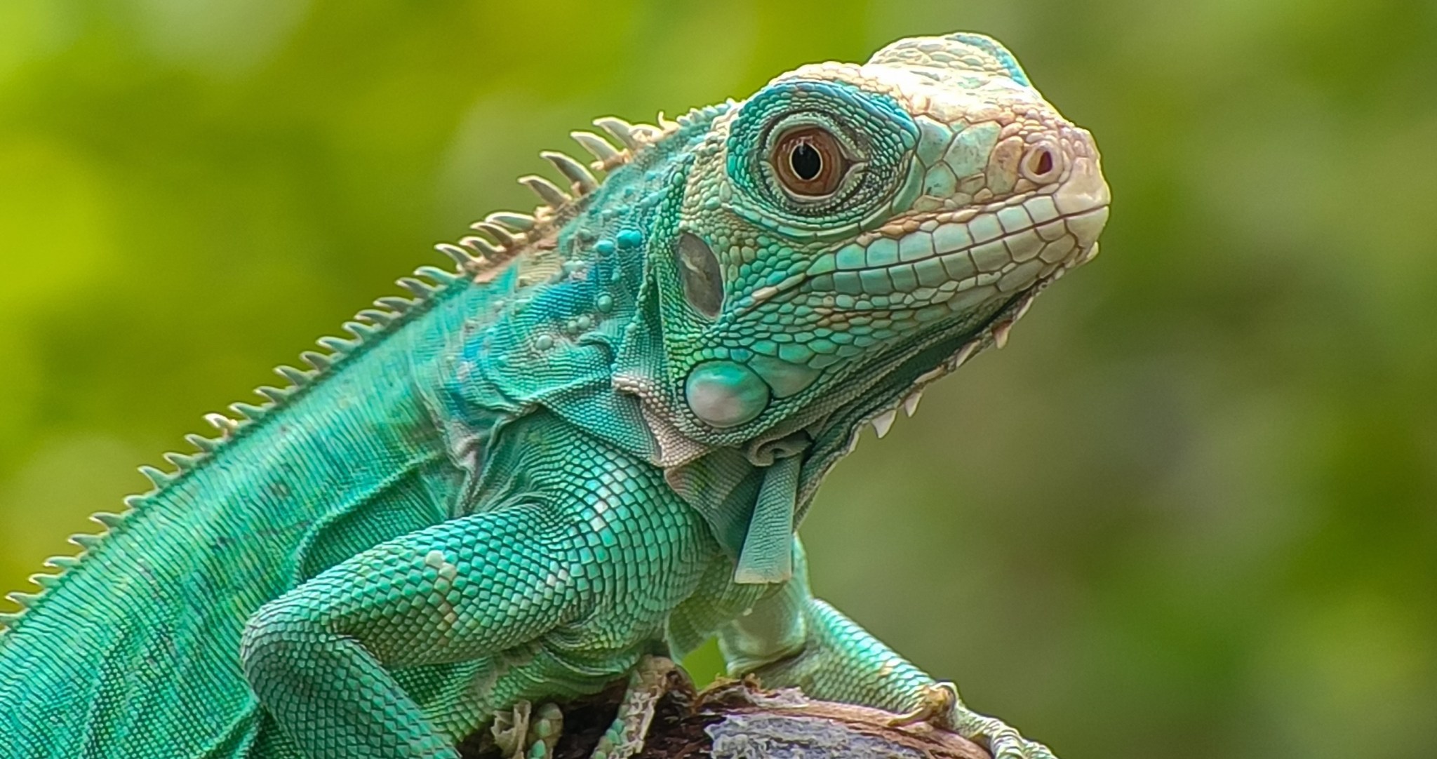 5 Animals That Beat The Odds And Made A Comeback From Near Extinction ...