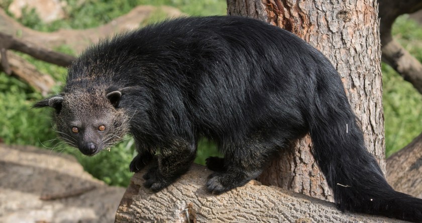 5 Animals With Hilariously Misleading Names - Wide Open Spaces