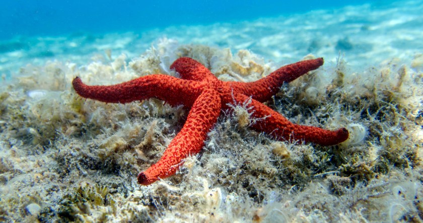 5 Animals With Hilariously Misleading Names - Wide Open Spaces