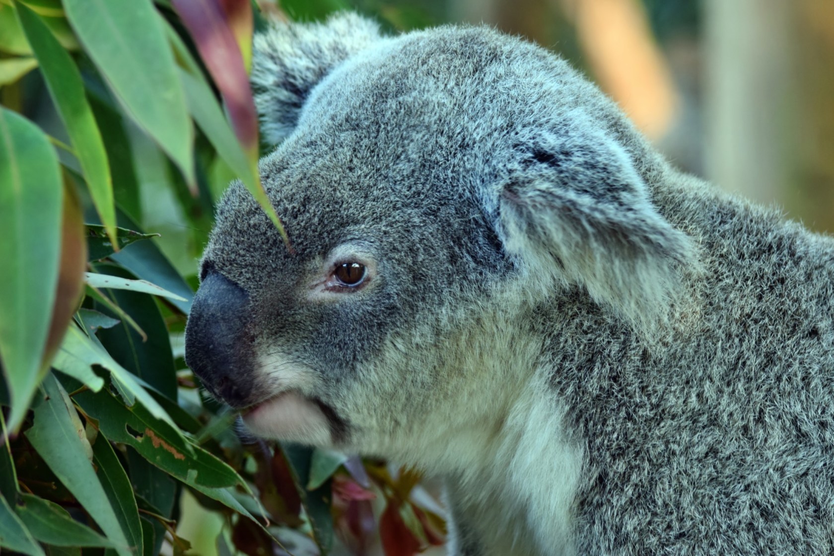 5 Incredible Things You Never Knew About Kola Bears - Wide Open Spaces