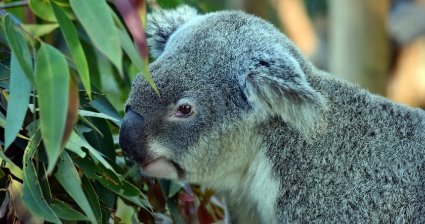 5 Incredible Things You Never Knew About Kola Bears - Wide Open Spaces