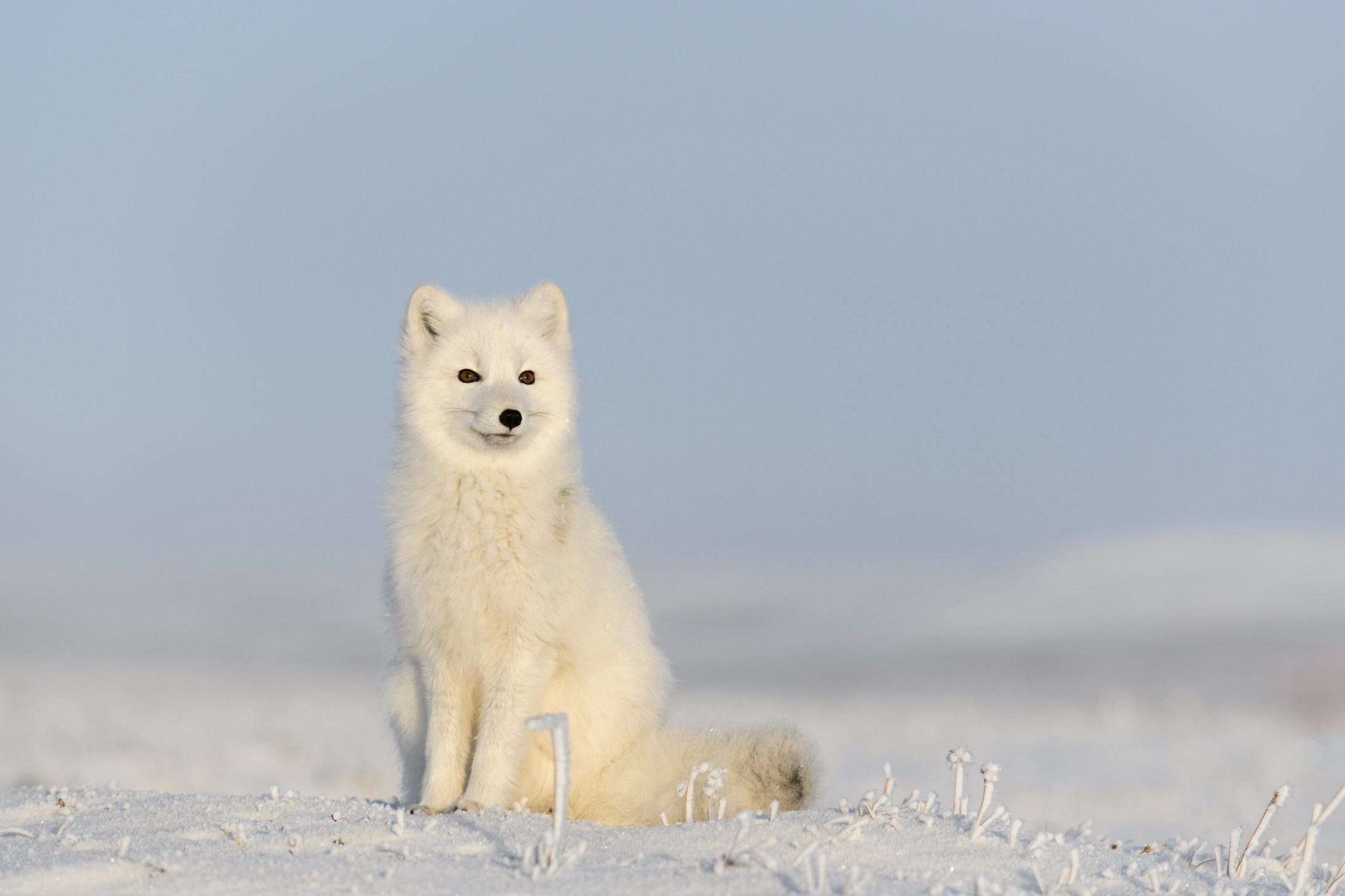 10 Of The Cutest Animals In The World - Wide Open Spaces