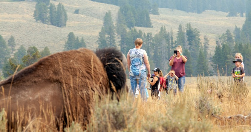 It's Official: Yellowstone Has Had It's First Bison Goring Of 2025 ...