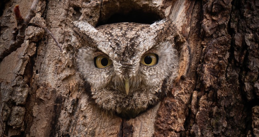 These 3 Incredible Animals Are Almost Never Seen By Human Eyes - Wide ...