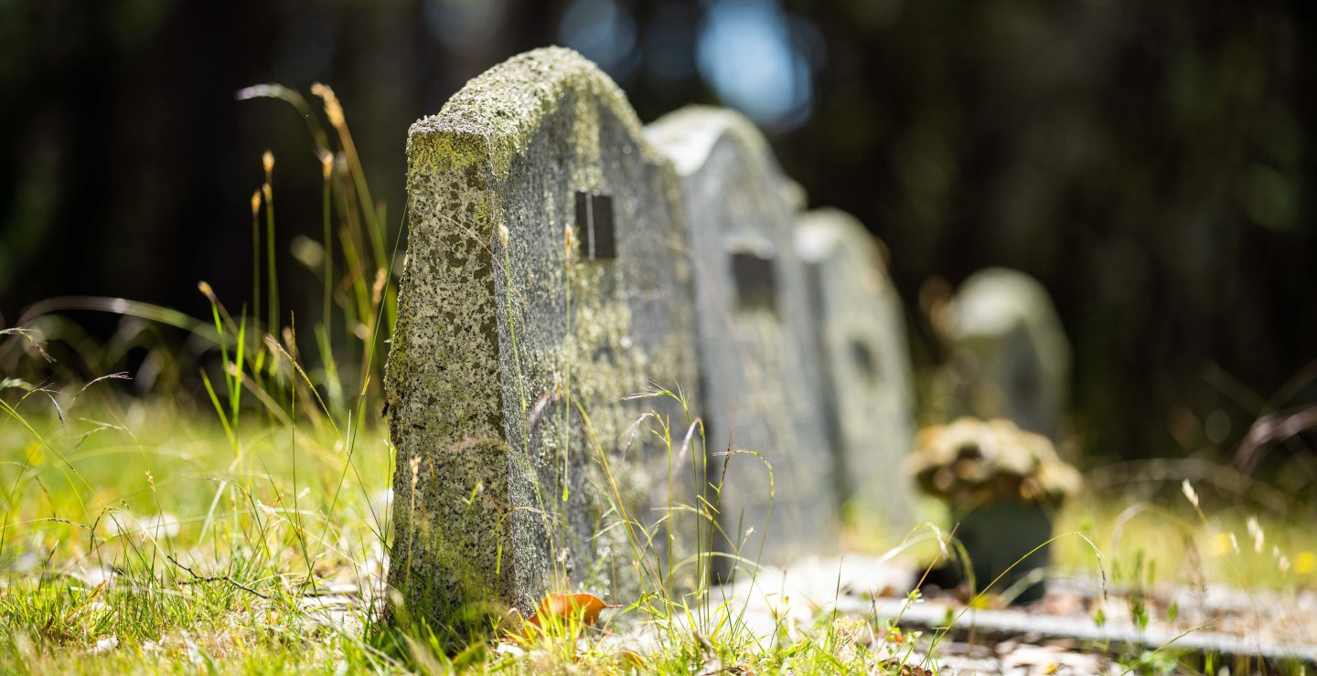Feral Animals Are Digging Up The Graves At Cemetery And Families Are ...