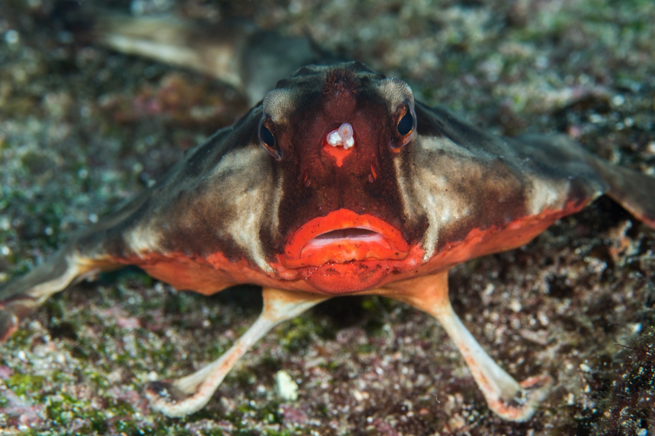 10 Animals That Are So Weird They Don't Seem Real - Wide Open Spaces