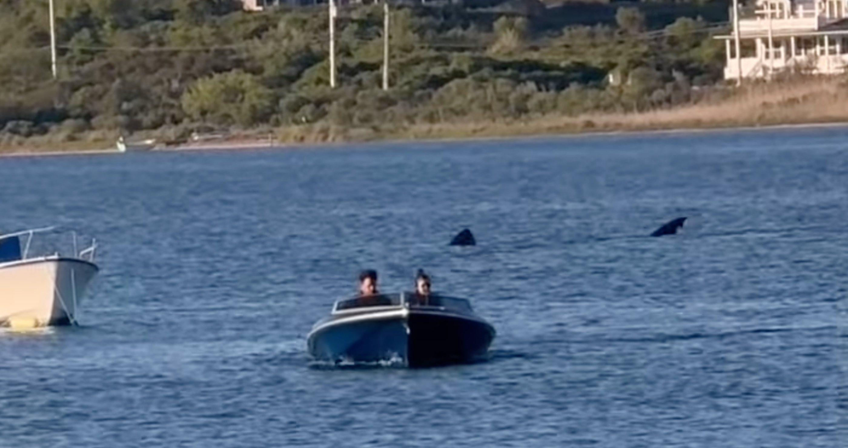 Is Jaws Making A Comeback? Massive 20-Foot Shark Appears In Rhode ...