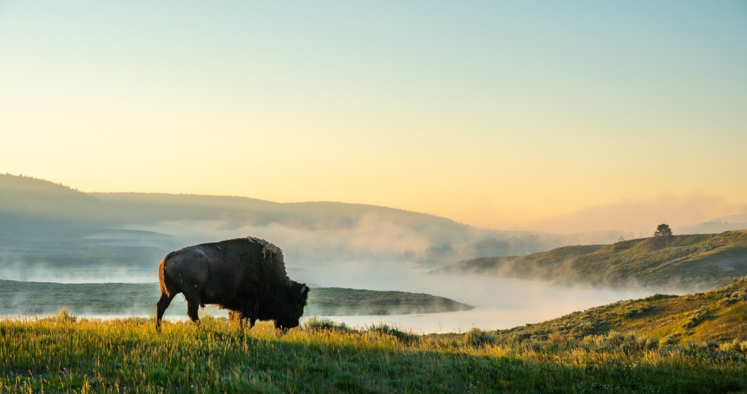 It's Official: Yellowstone Has Had It's First Bison Goring Of 2025 ...