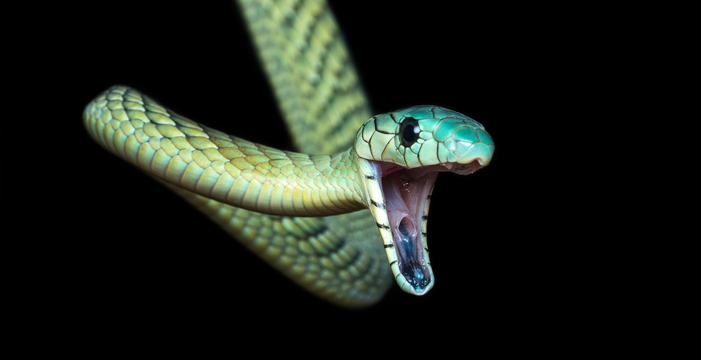 Kentucky Zoo Director Bitten By Highly Venomous Snake In Nightmare ...