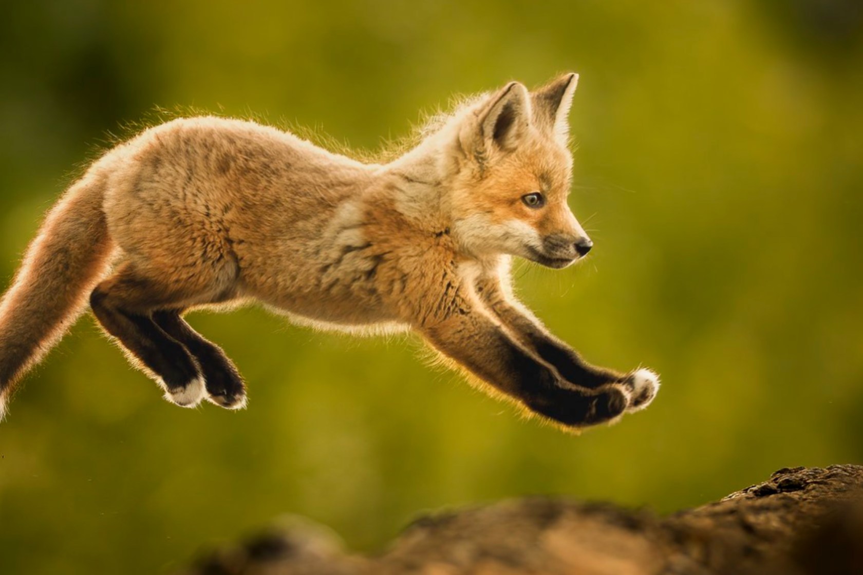 10 Of This Year's Most Incredible Wildlife Photos: You Are Not Going To ...