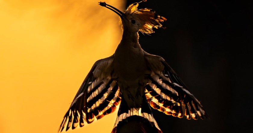 10 Of This Year's Most Incredible Wildlife Photos: You Are Not Going To ...