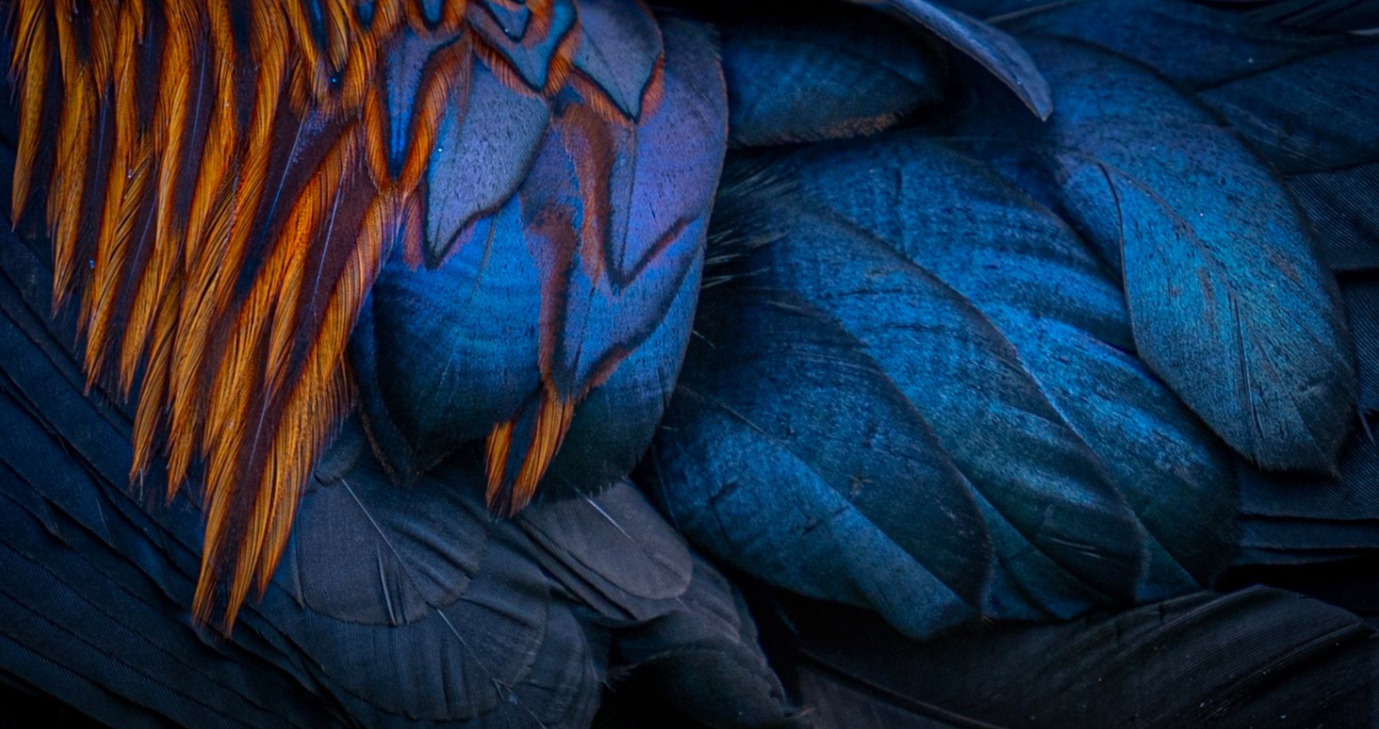 10 Of This Year's Most Incredible Wildlife Photos: You Are Not Going To ...