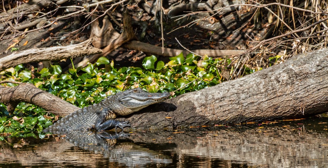 Movie Star Alligator Morris, Known For 'Happy Gilmore' And 'Dr. Dolitte ...