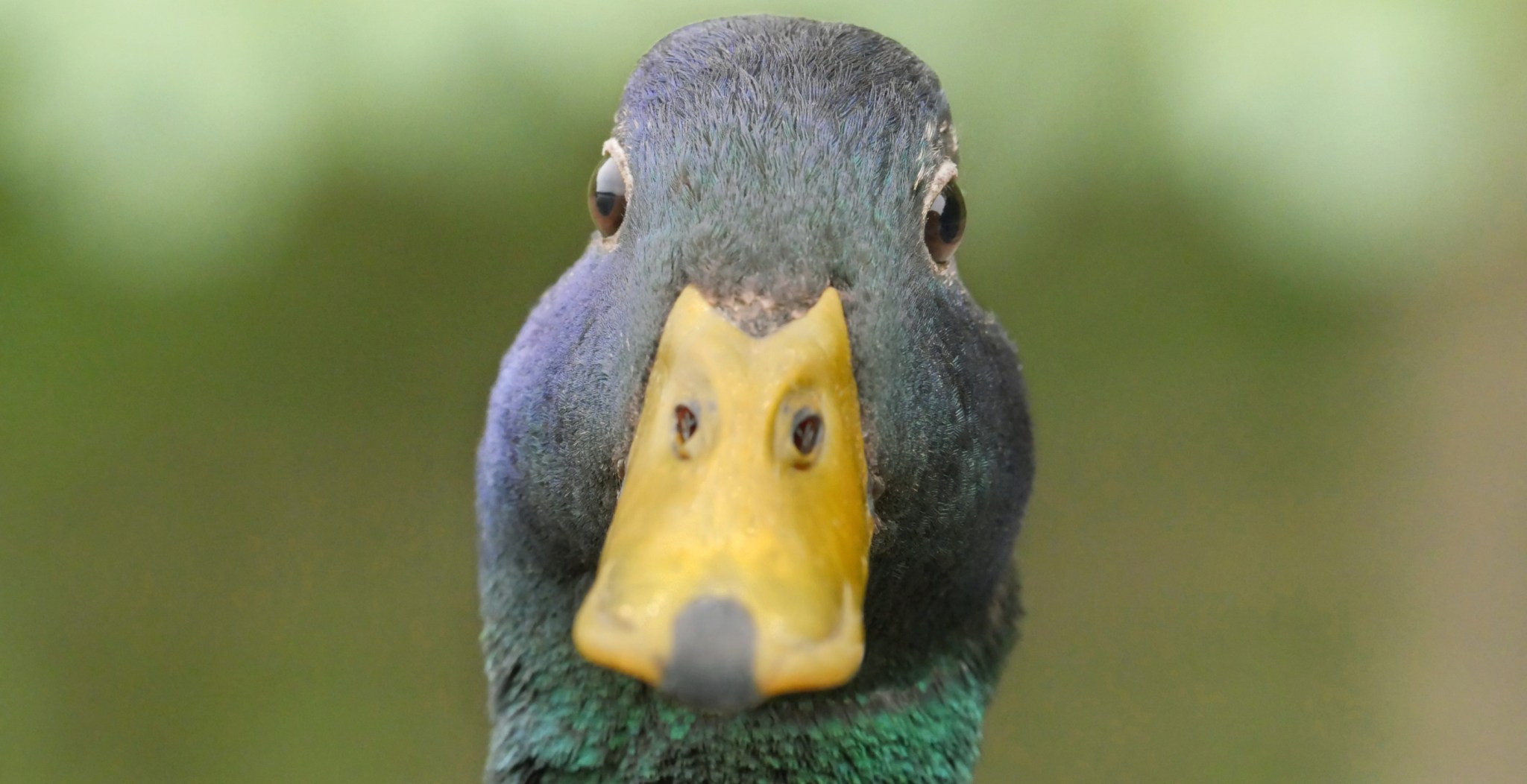 Neighborhood Terrorized By Out Of Control Duck, One Person Ends Up In ...