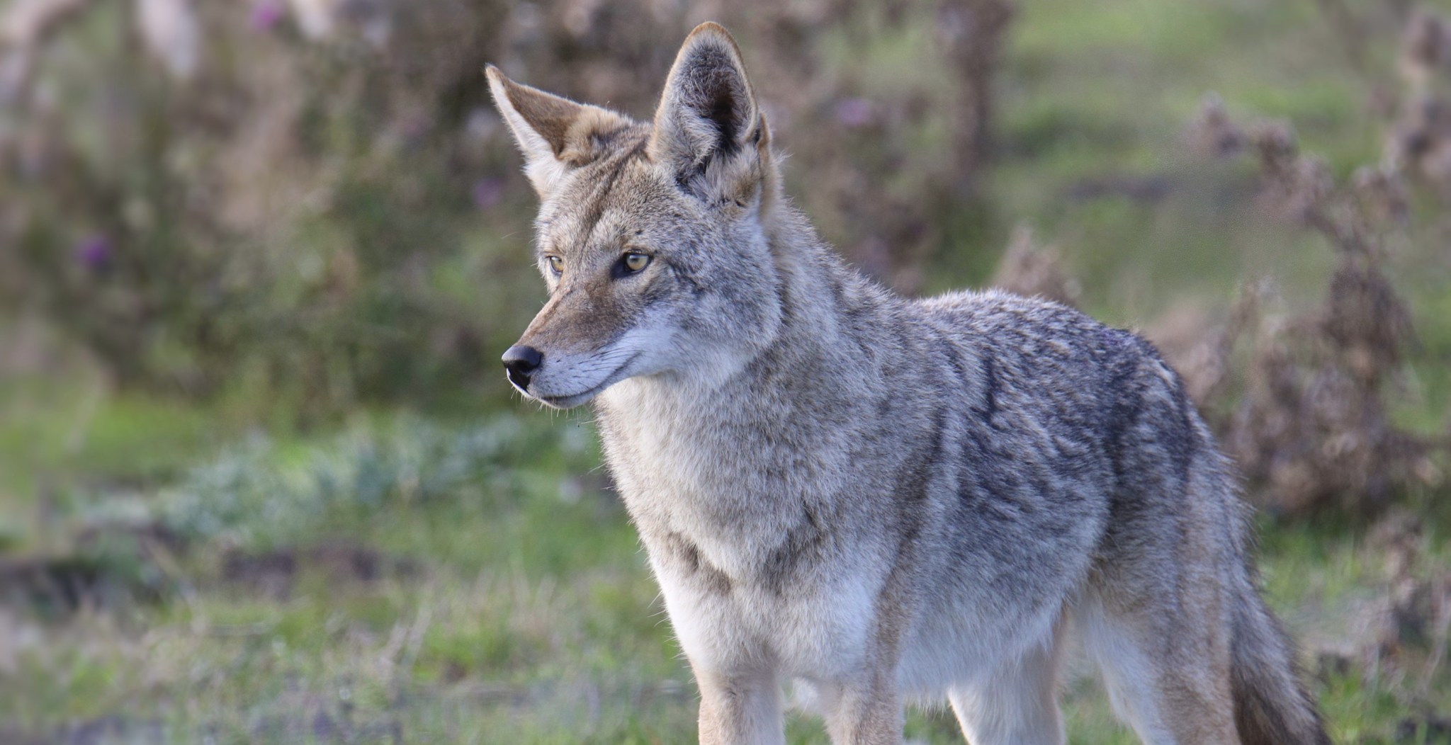 Coyote Lives Best Life, Swims All The Way To Alcatraz Then Stuffs ...
