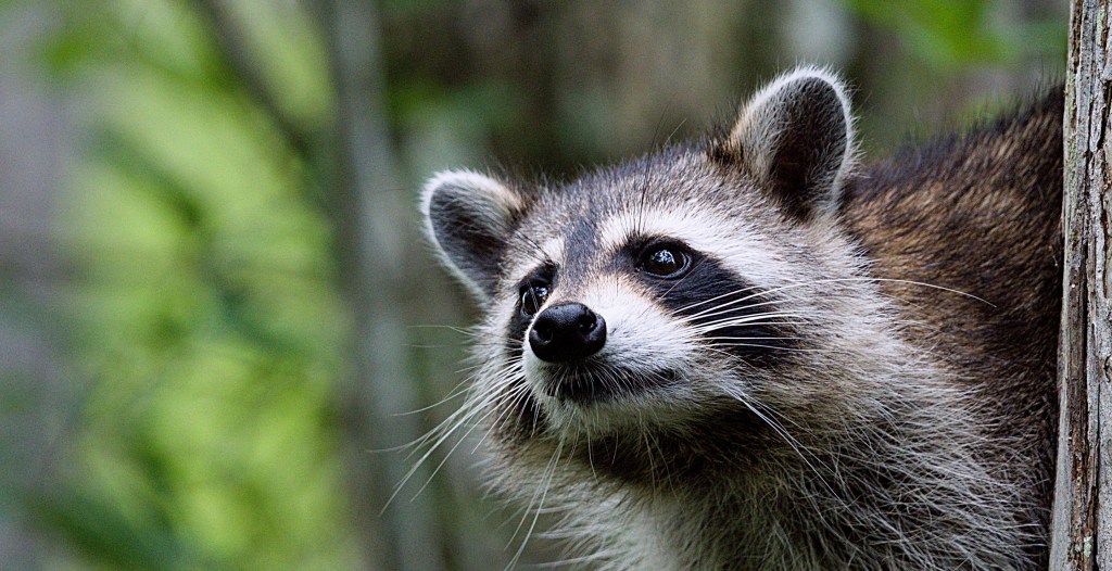 Two Children Contract Rare Parasite Commonly Found In Raccoon Feces In ...