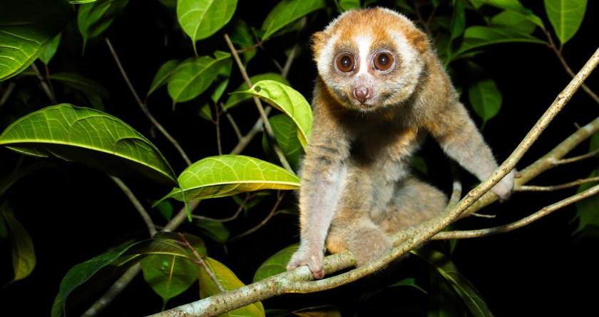 These 3 Incredible Animals Are Almost Never Seen By Human Eyes - Wide ...