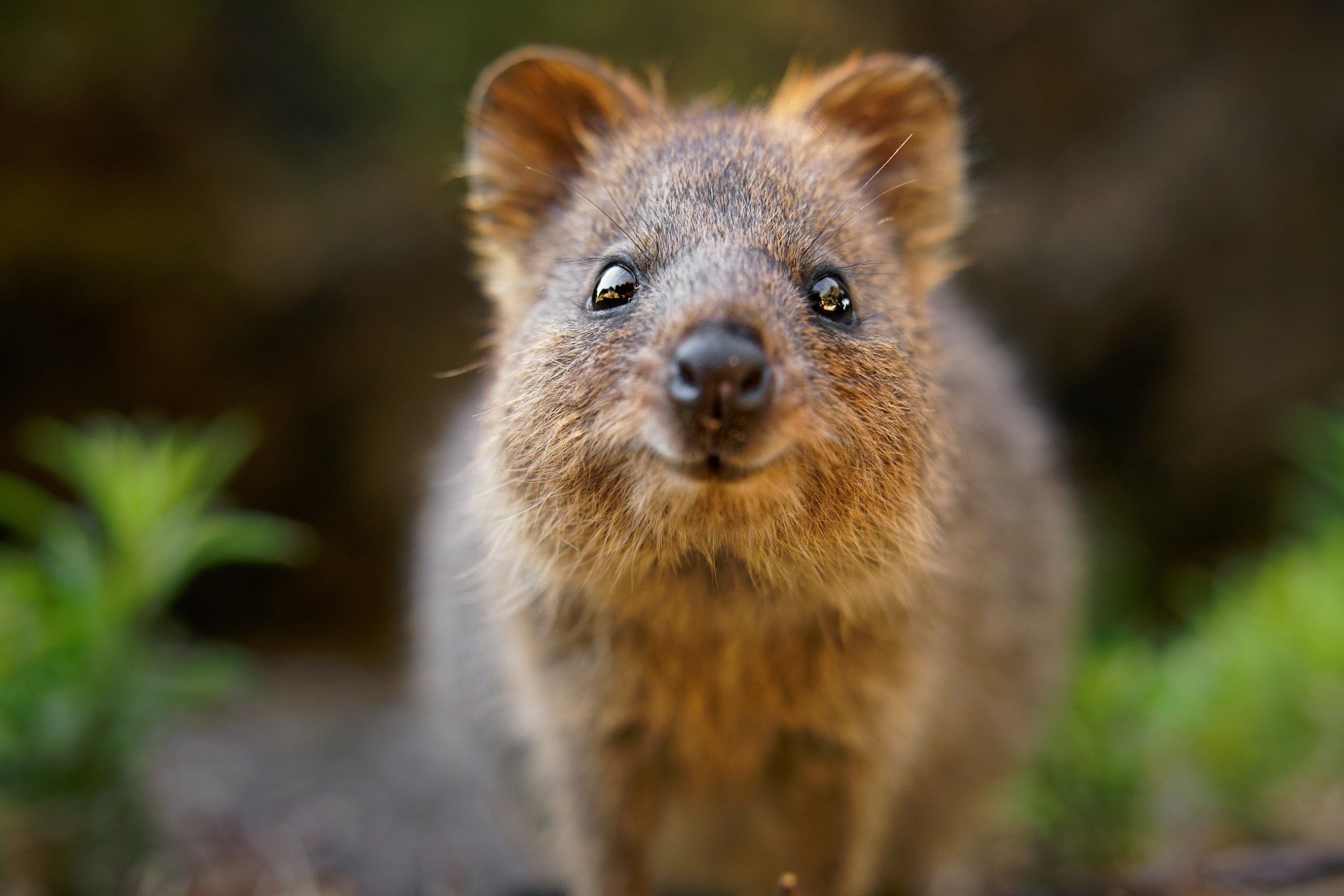 10 Of The Cutest Animals In The World - Wide Open Spaces