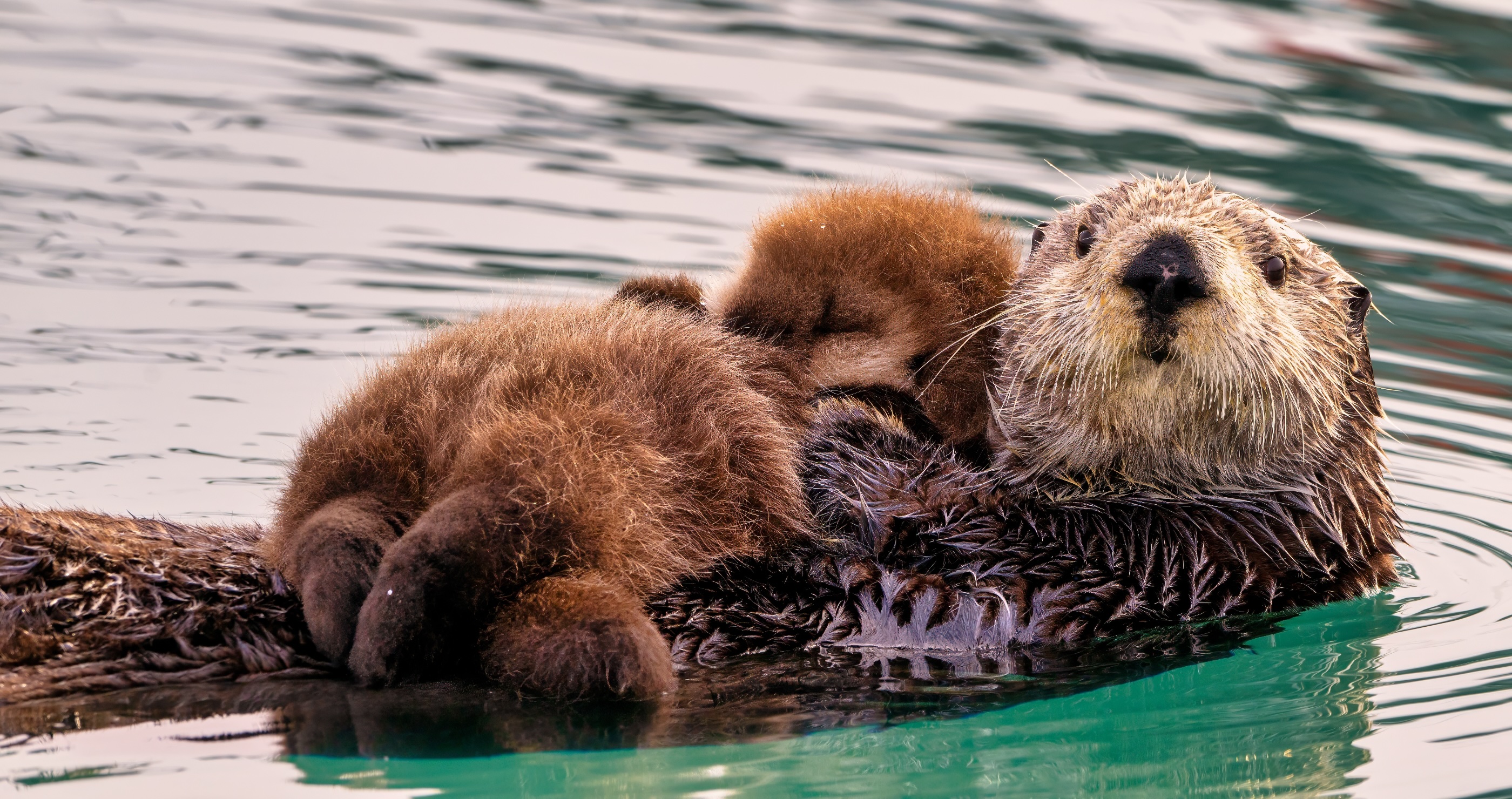 Rescue Otters Become Surrogate Moms To Baby Otters In Need - Wide Open ...