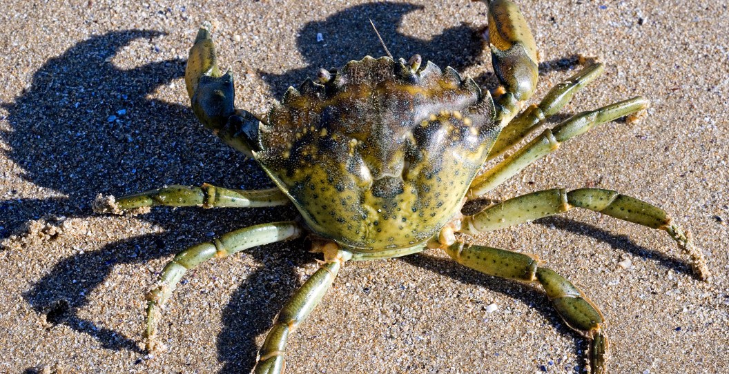 Alabama Woman Has Yard Infested With Crabs Despite Being Hundreds Of ...