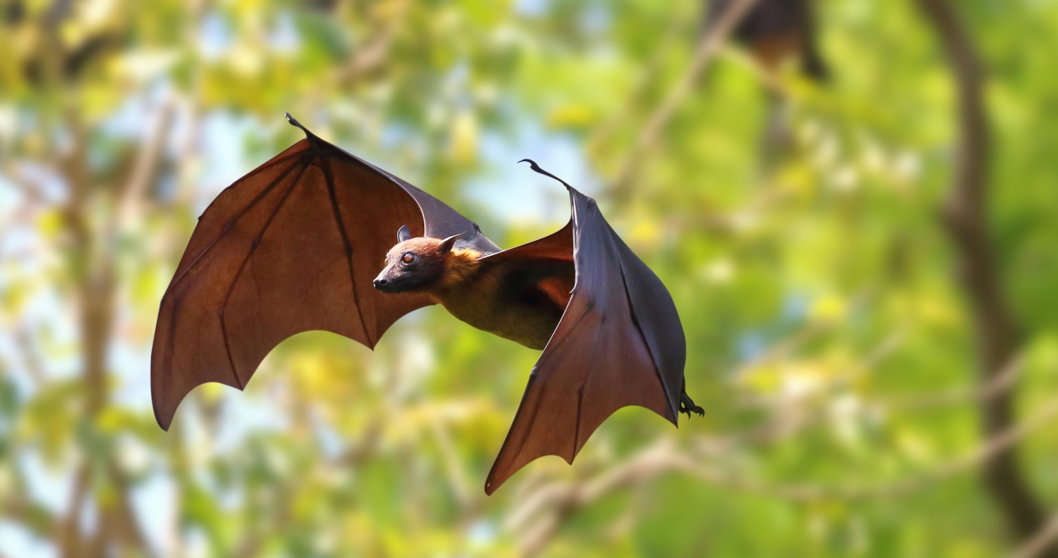 These 3 Incredible Animals Are Almost Never Seen By Human Eyes - Wide ...