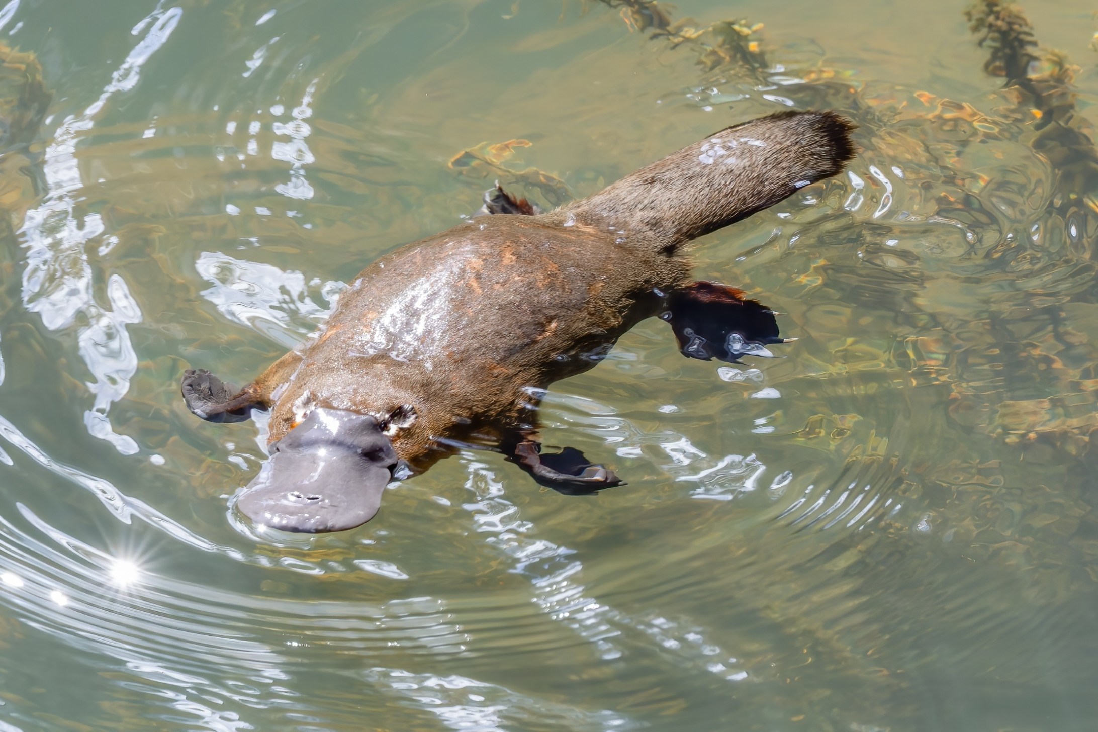 5 Things About Platypuses I Bet You Didn't Know - Wide Open Spaces