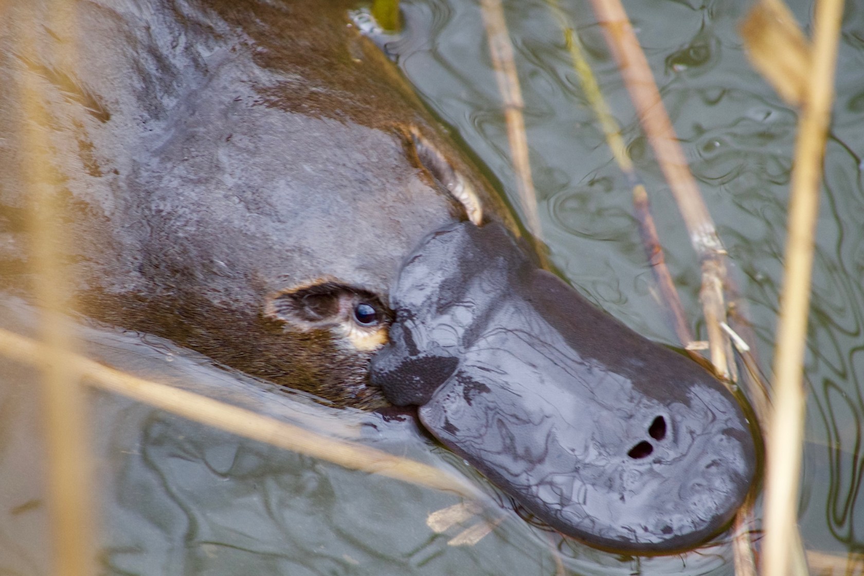 5 Things About Platypuses I Bet You Didn't Know - Wide Open Spaces