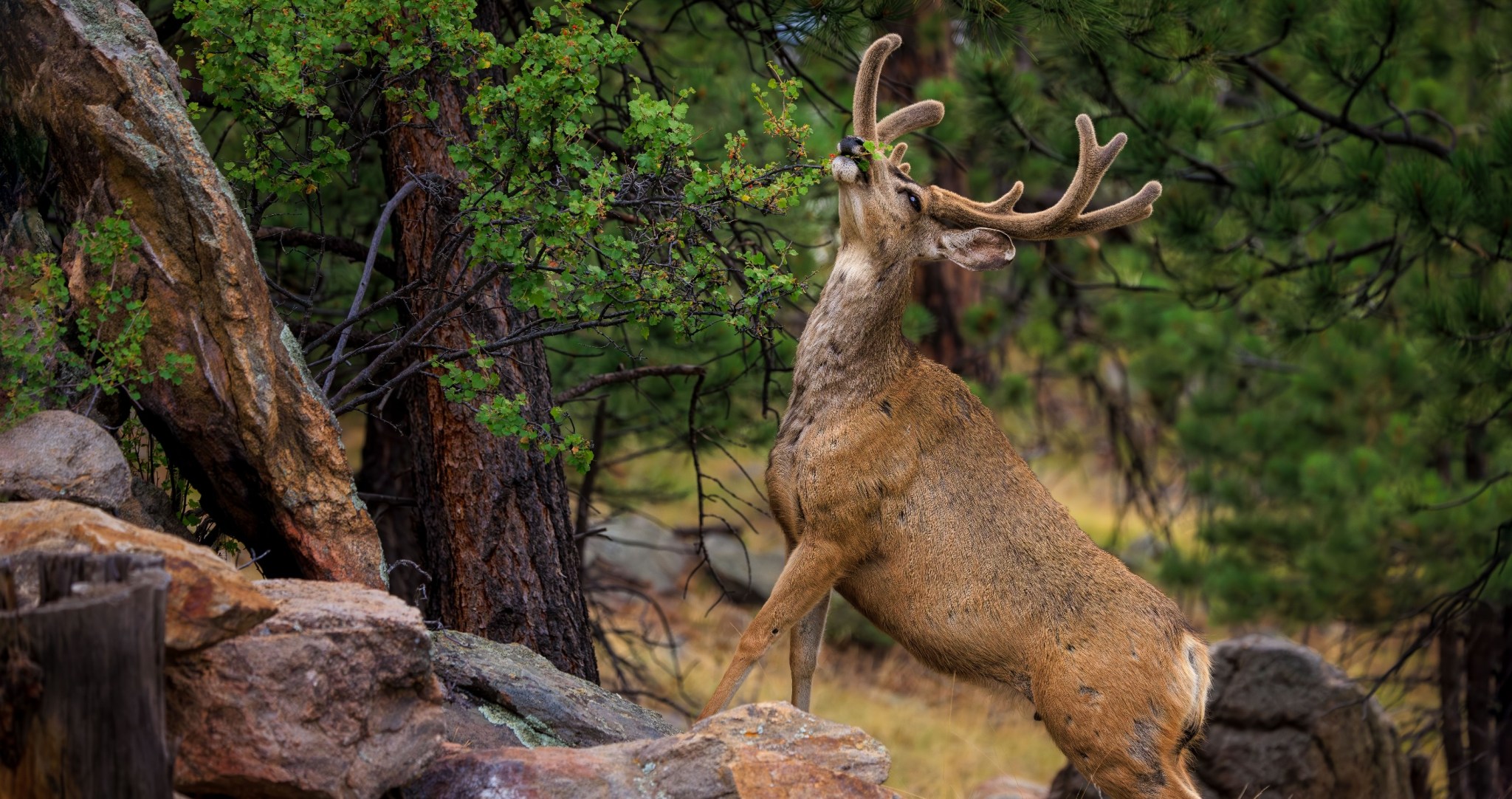 Deer With Spray Painted Graffiti On Its Side Draws Concern From Locals ...