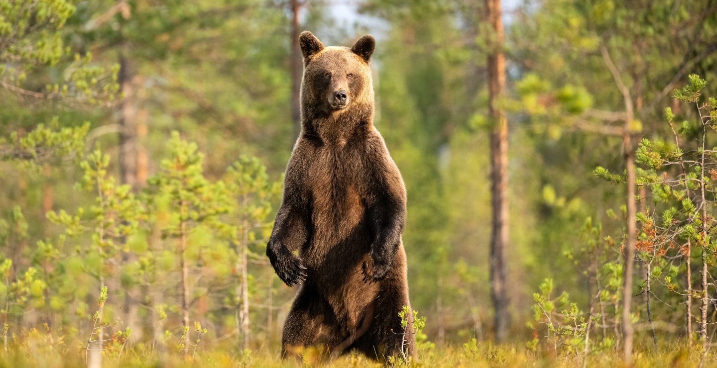 Woman Lucky To Be Alive After Being Attacked By Brown Bear While ...