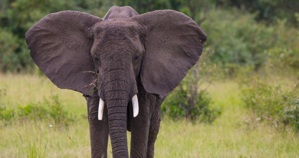 The Ingenius Way A Zoo Helped An Elephant Stand Back Up After She ...