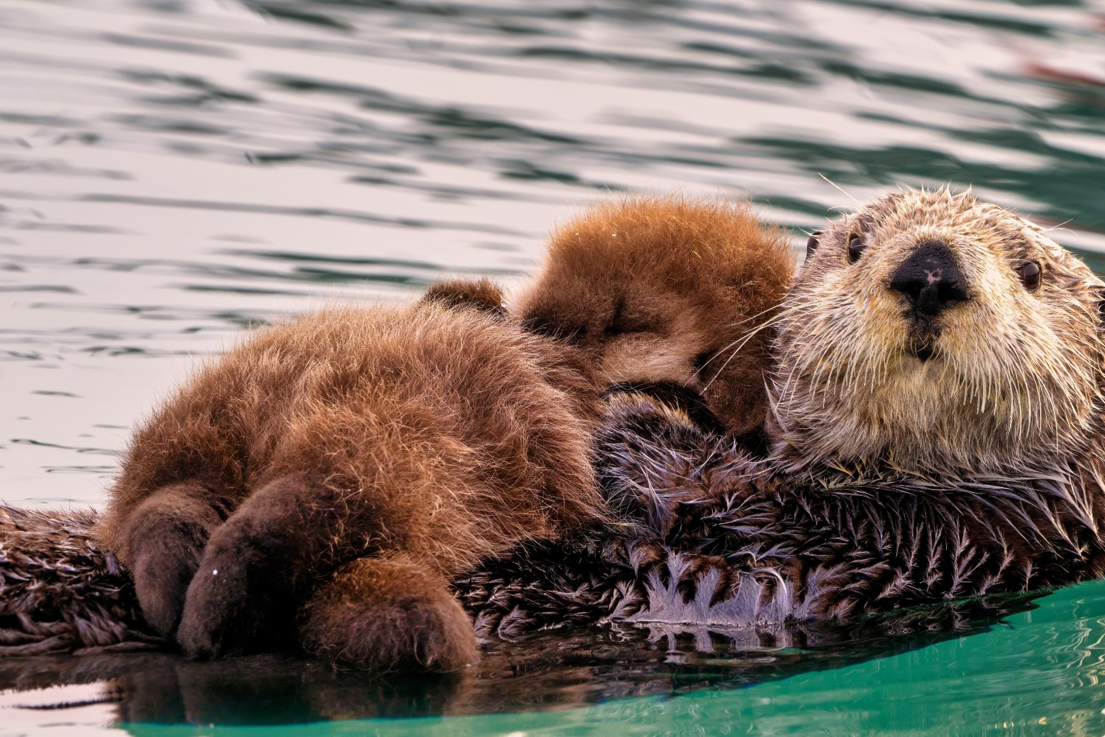 5 Animals That Beat The Odds And Made A Comeback From Near Extinction ...