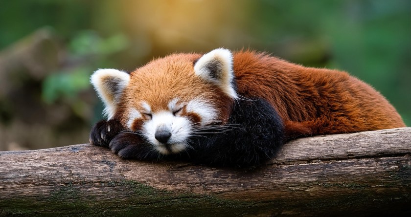 10 Of The Cutest Animals In The World - Wide Open Spaces