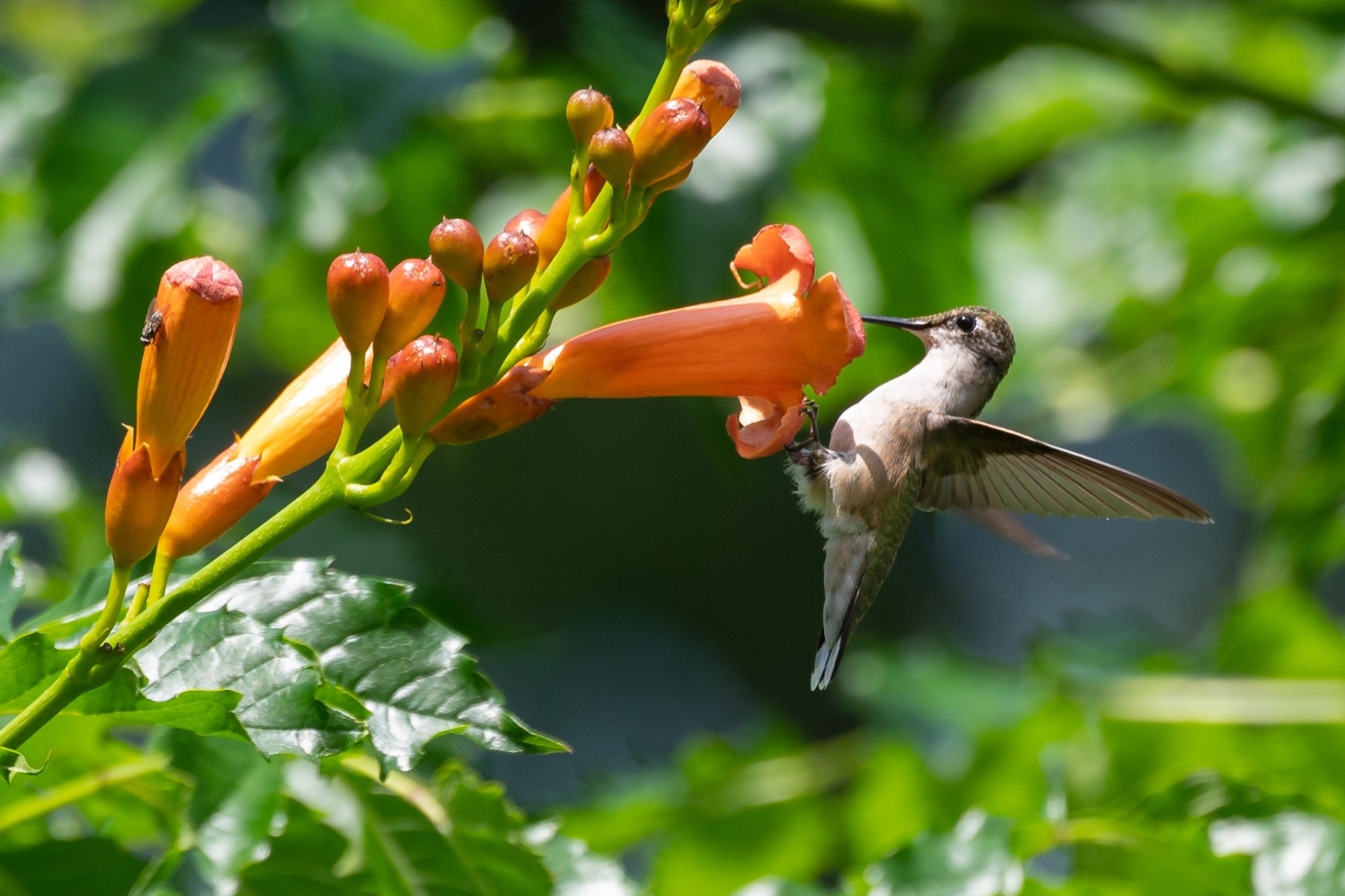 12 Of The Best Plants To Attract Hummingbirds This Season - Wide Open ...
