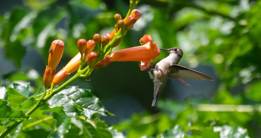 12 Of The Best Plants To Attract Hummingbirds This Season - Wide Open ...