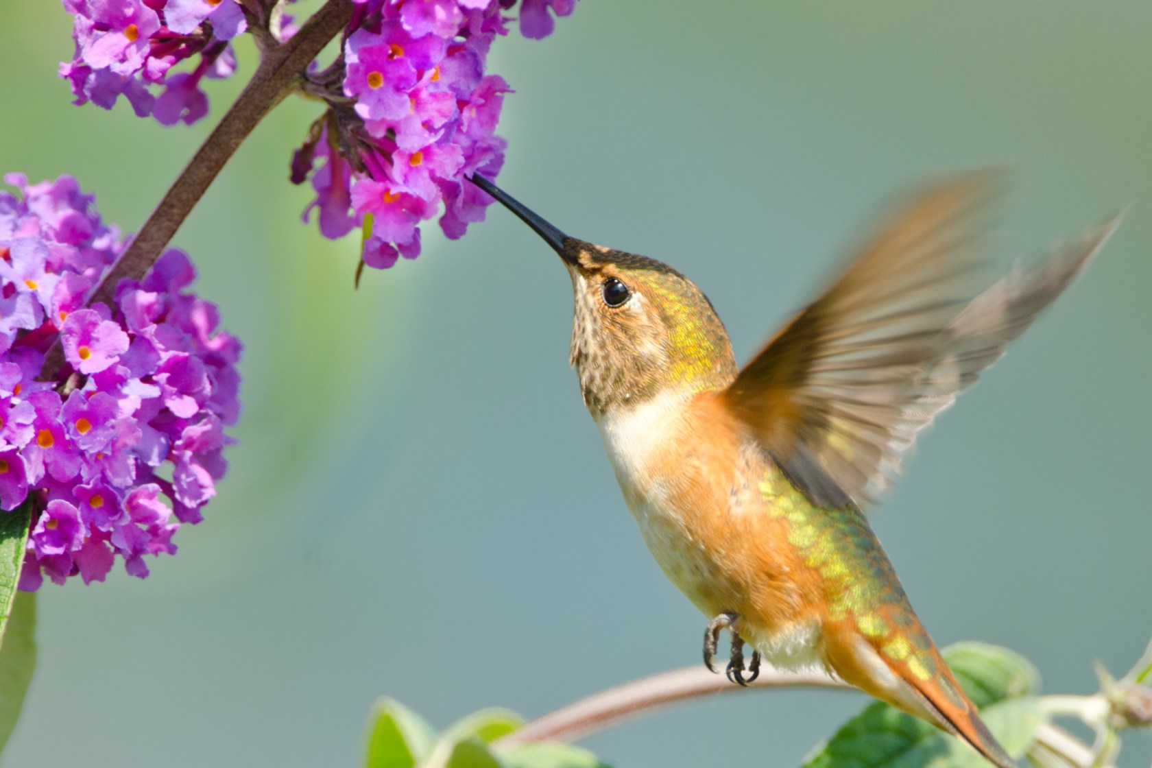 12 Of The Best Plants To Attract Hummingbirds This Season - Wide Open ...