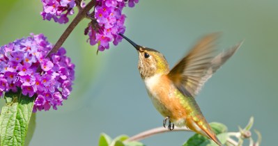 12 Of The Best Plants To Attract Hummingbirds This Season - Wide Open ...