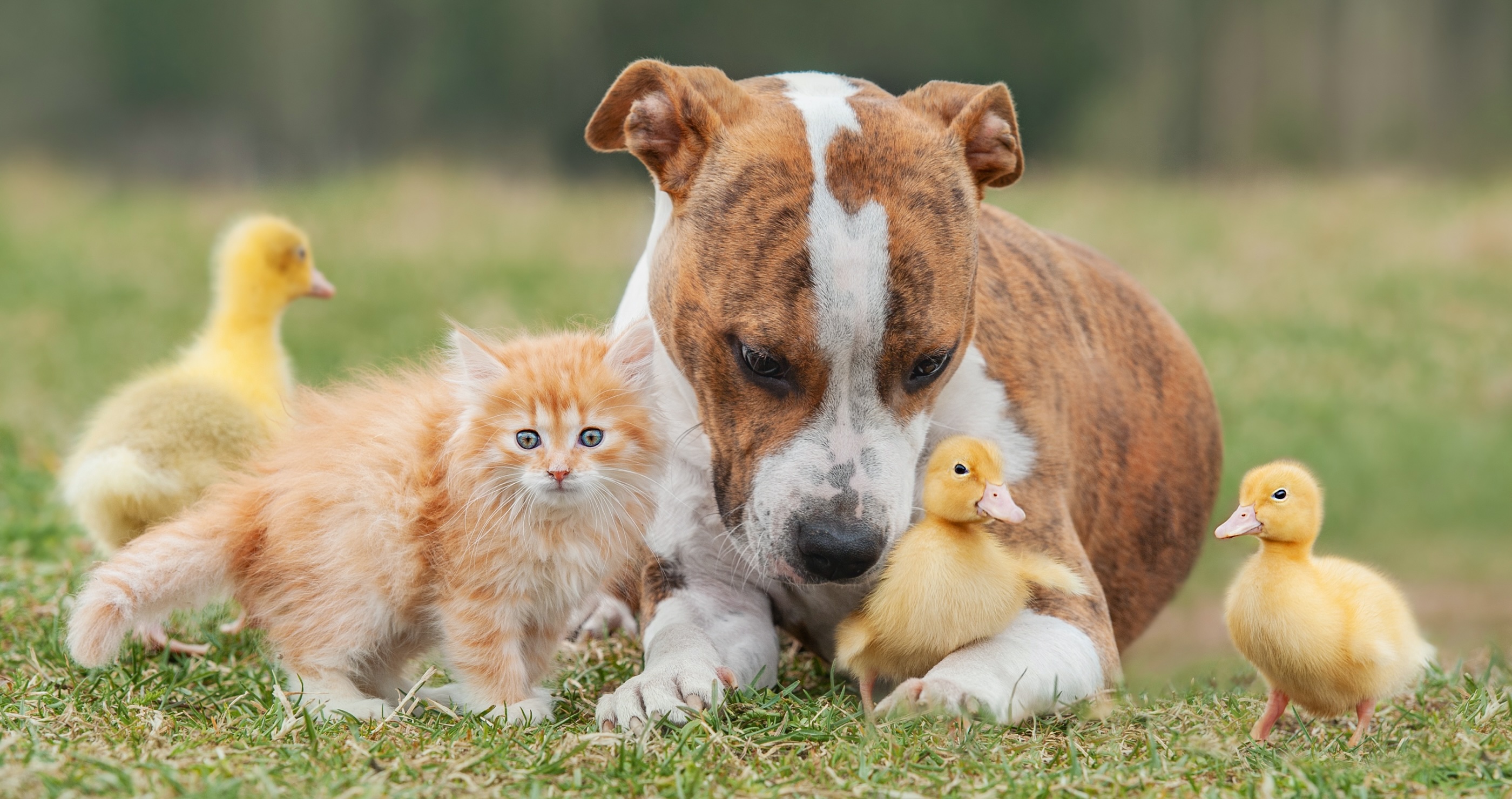10 Of The Cutest Animals In The World - Wide Open Spaces