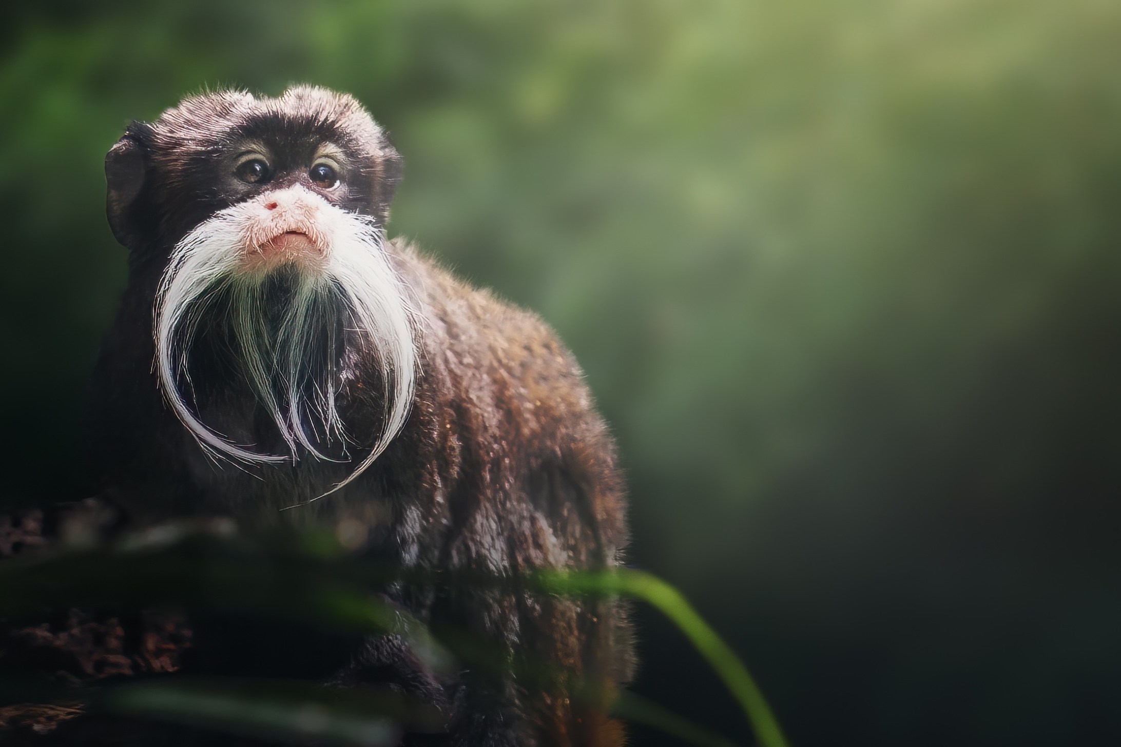 10 Of The Cutest Animals In The World - Wide Open Spaces