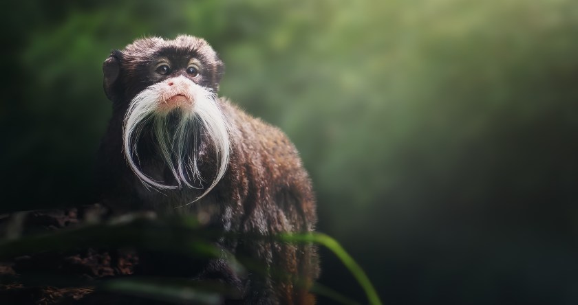 10 Of The Cutest Animals In The World - Wide Open Spaces