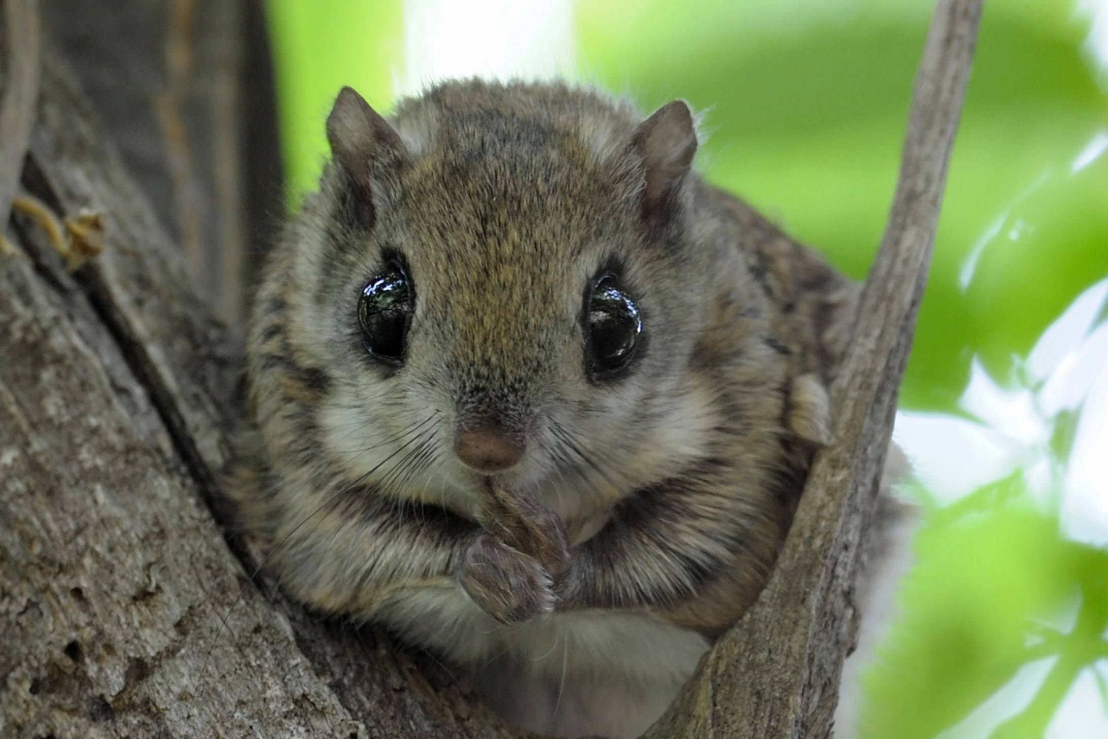 10 Of The Cutest Animals In The World - Wide Open Spaces