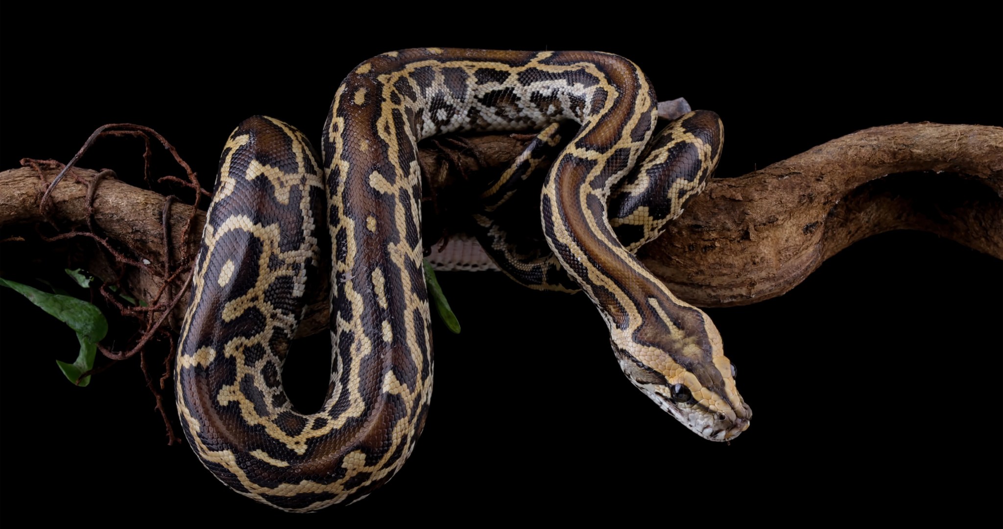 Woman Wakes To Find 8-Foot Carpet Python Lying on Her Bed - Wide Open ...