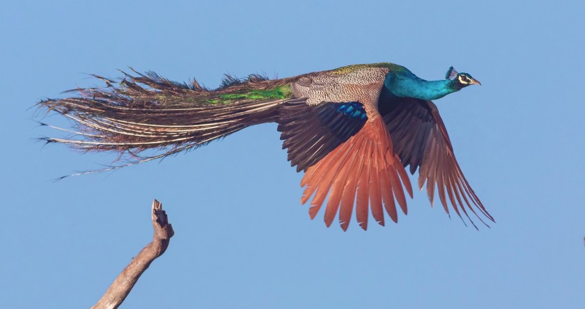 The Power Of The Peacock: 10 Facts You Never Knew About This Majestic ...